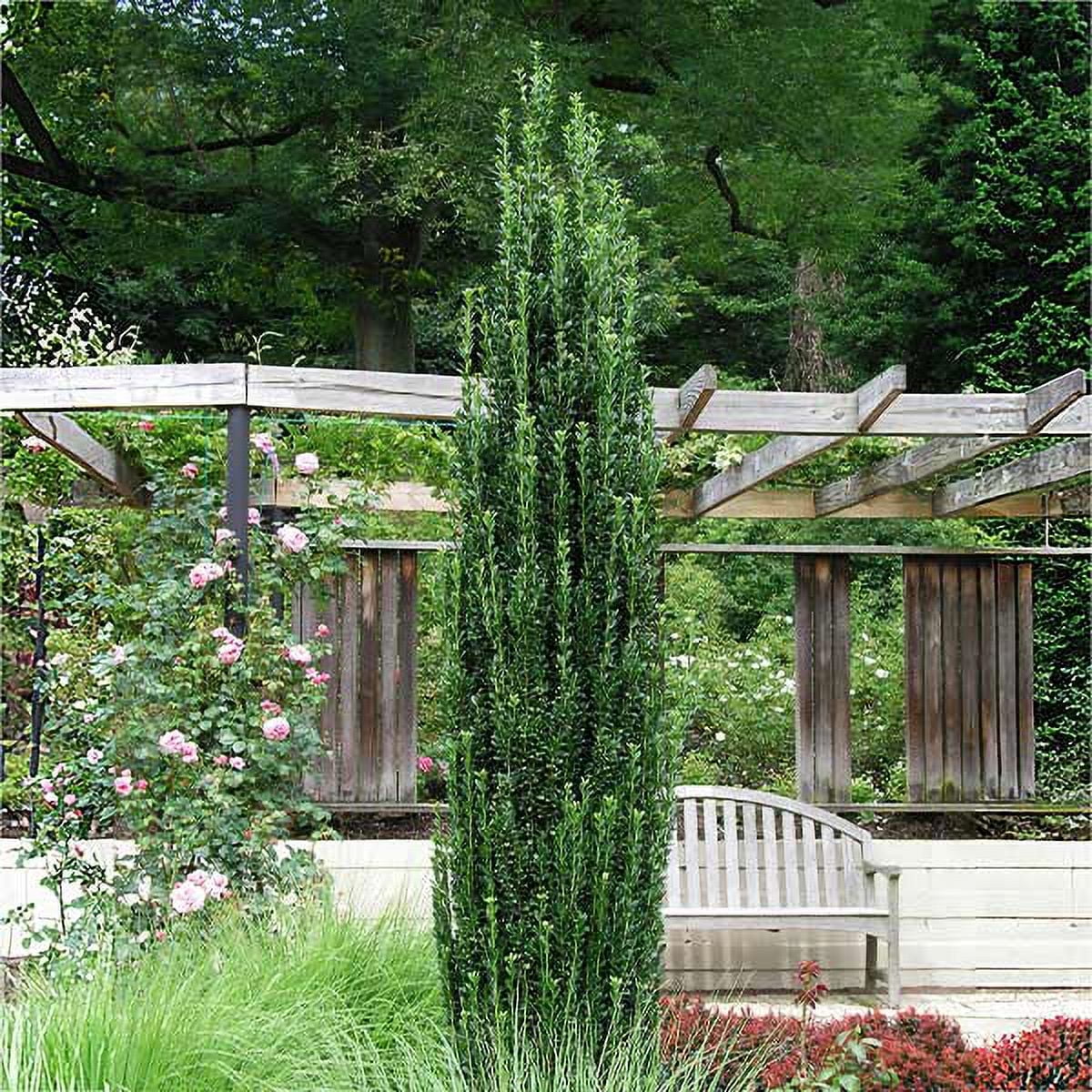 Brighter Blooms - Sky Pencil Holly Tree, 2-3 ft. - No Shipping To AZ ...