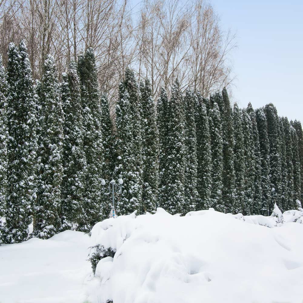 Brighter Blooms - Taylor Juniper Tree, 2-3 ft. - No Shipping To AK, AZ ...