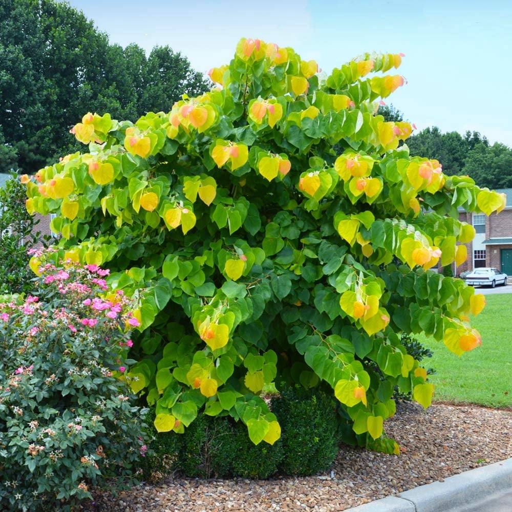 Brighter Blooms Rising Sun Eastern Redbud Tree, 3-4 ft. - Best Gold ...