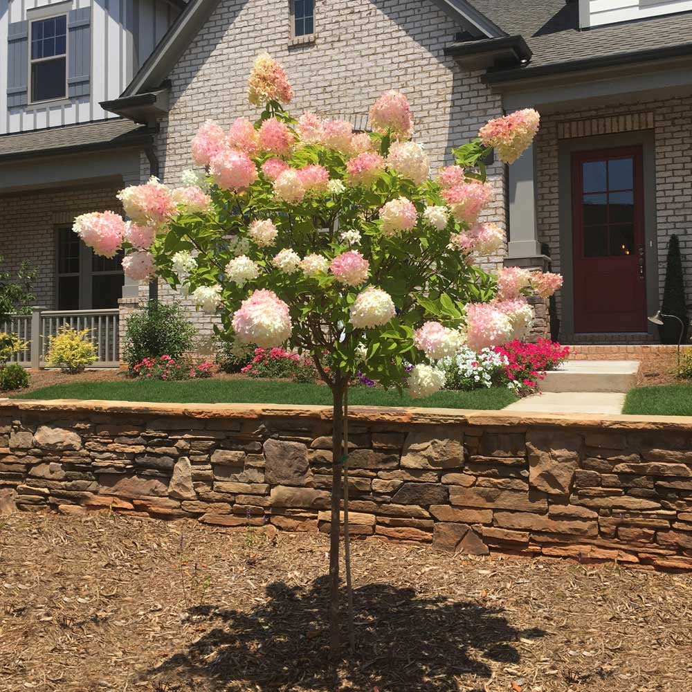 Brighter Blooms - Vanilla Strawberry Hydrangea Tree, 2-3 ft. - No ...