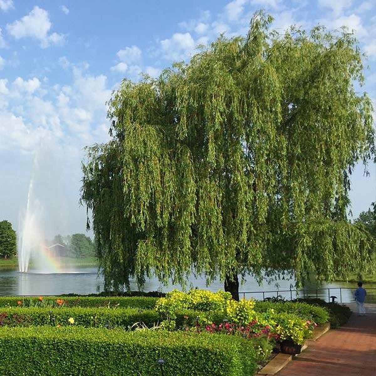 Brighter Blooms Weeping Willow Live Tree - Walmart.com