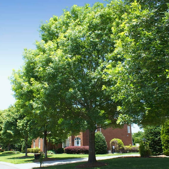 Brighter Blooms - Blood Orange Tree, 1-2 ft. - No Shipping To AK, AL ...