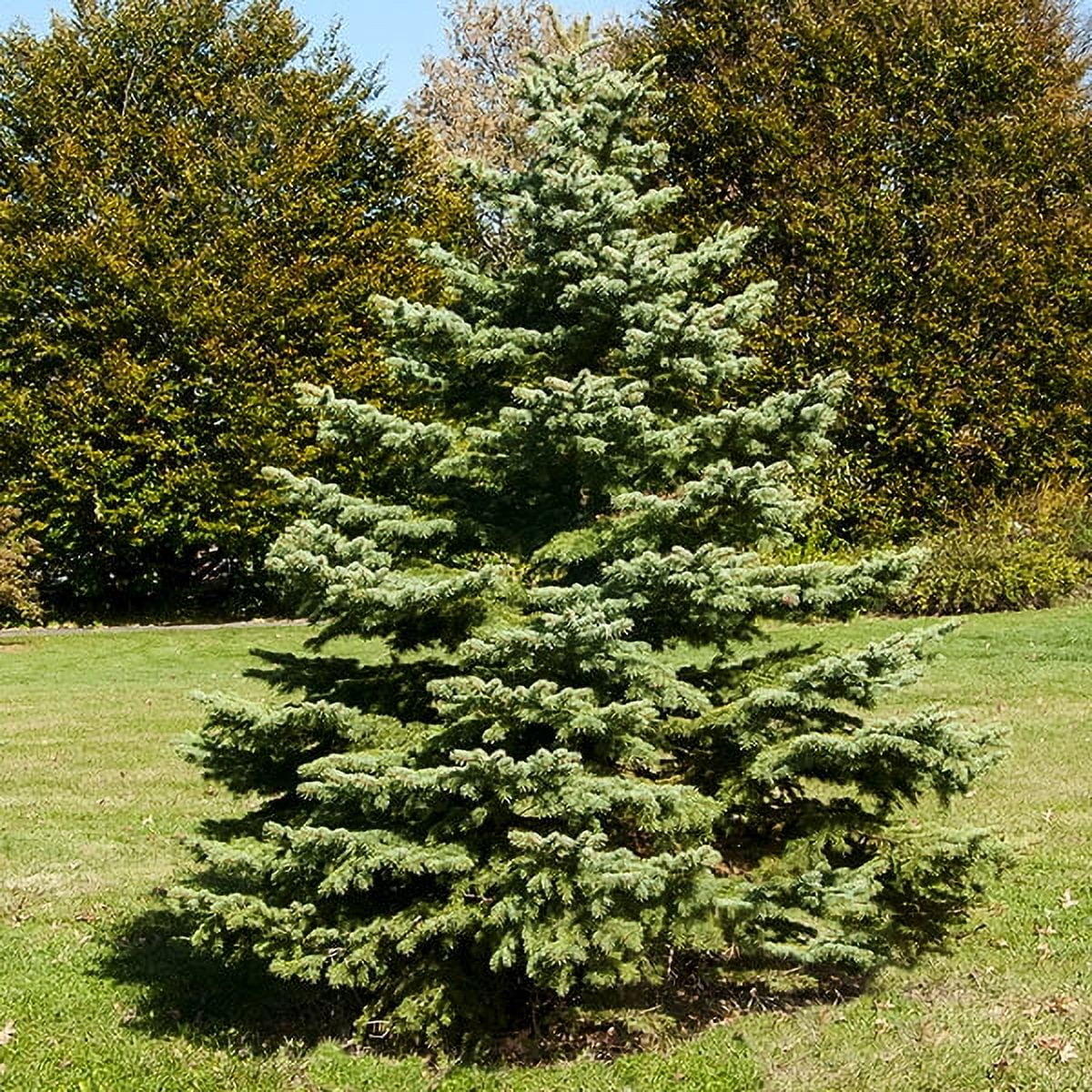 Brighter Blooms - White Spruce Tree, 1-2 ft. - No Shipping To AZ ...