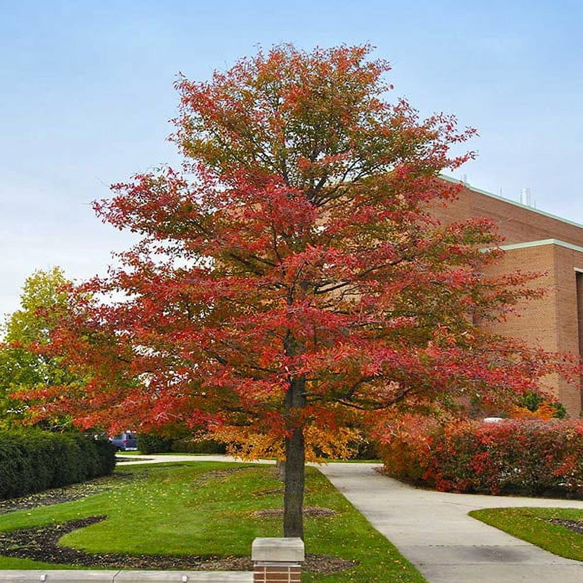 Brighter Blooms - Wildfire Black Gum Tree, 6-7 ft. - No Shipping To AZ ...