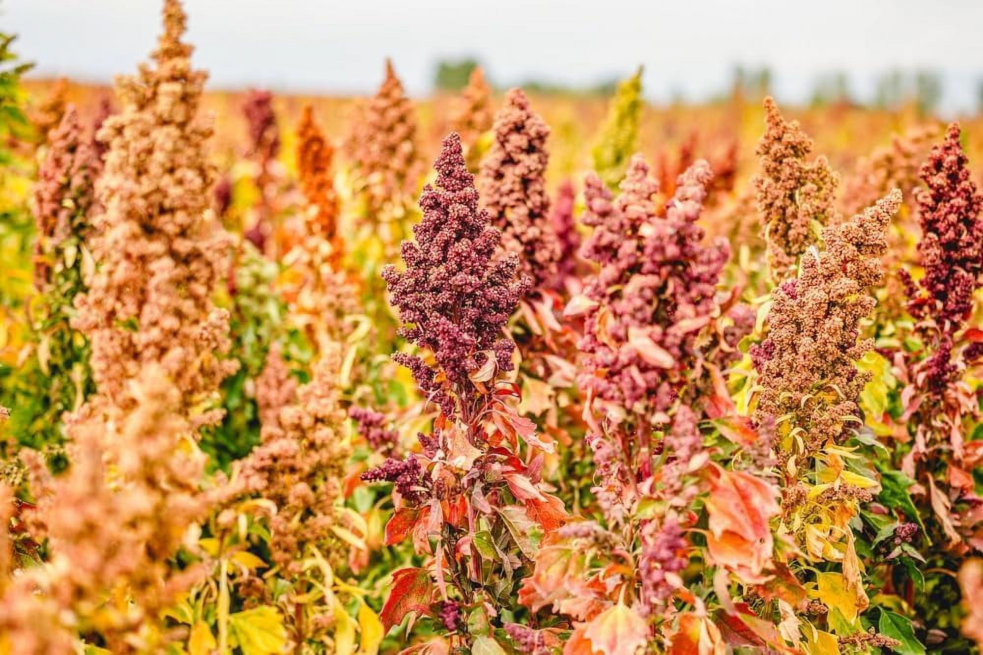 Brightest Rainbow Quinoa Seeds for Planting (500 Seeds) - Walmart.com