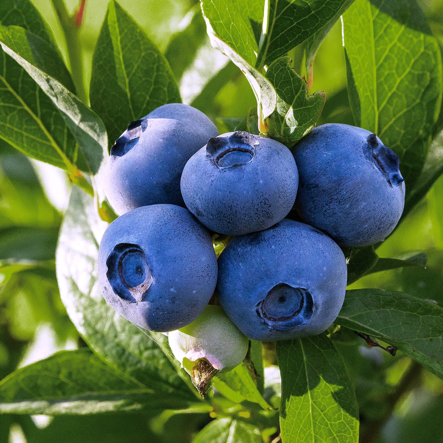 Expert Gardener 3-4 ft. tall Brightwell Rabbiteye Blueberry Live Shrub ...