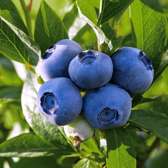 blueberry-plants