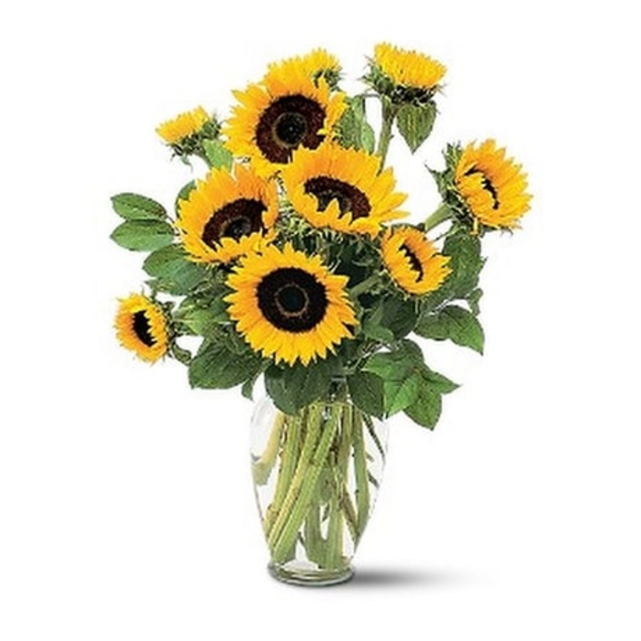 Brigitte's Flowers Galore Shining Sunflowers - Standard - Walmart.com