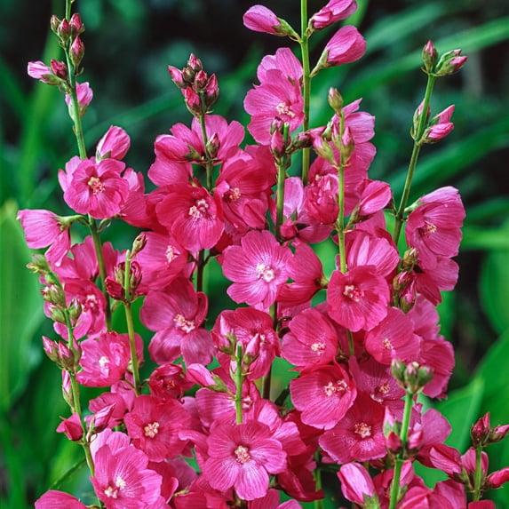 Brillant Red Flowering Miniature Hollyhock Alcea Dormant Bare Root ...