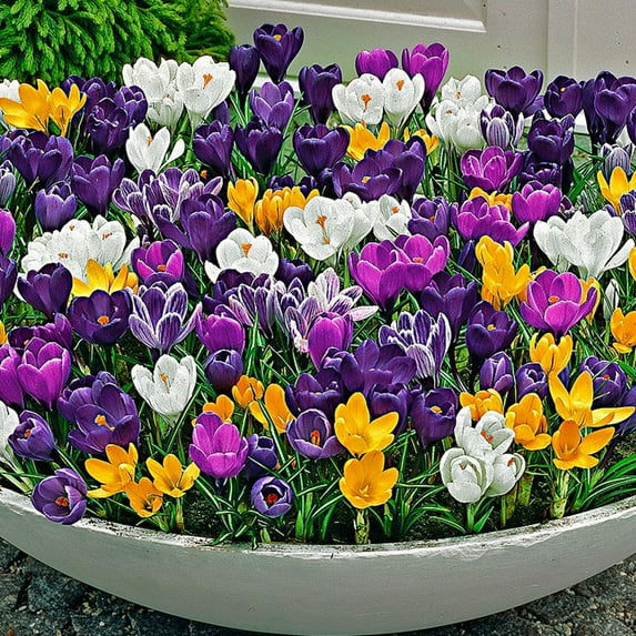 Brilliant Crocus For Sale Exquisite Ornamental Blooms Simple To Grow ...