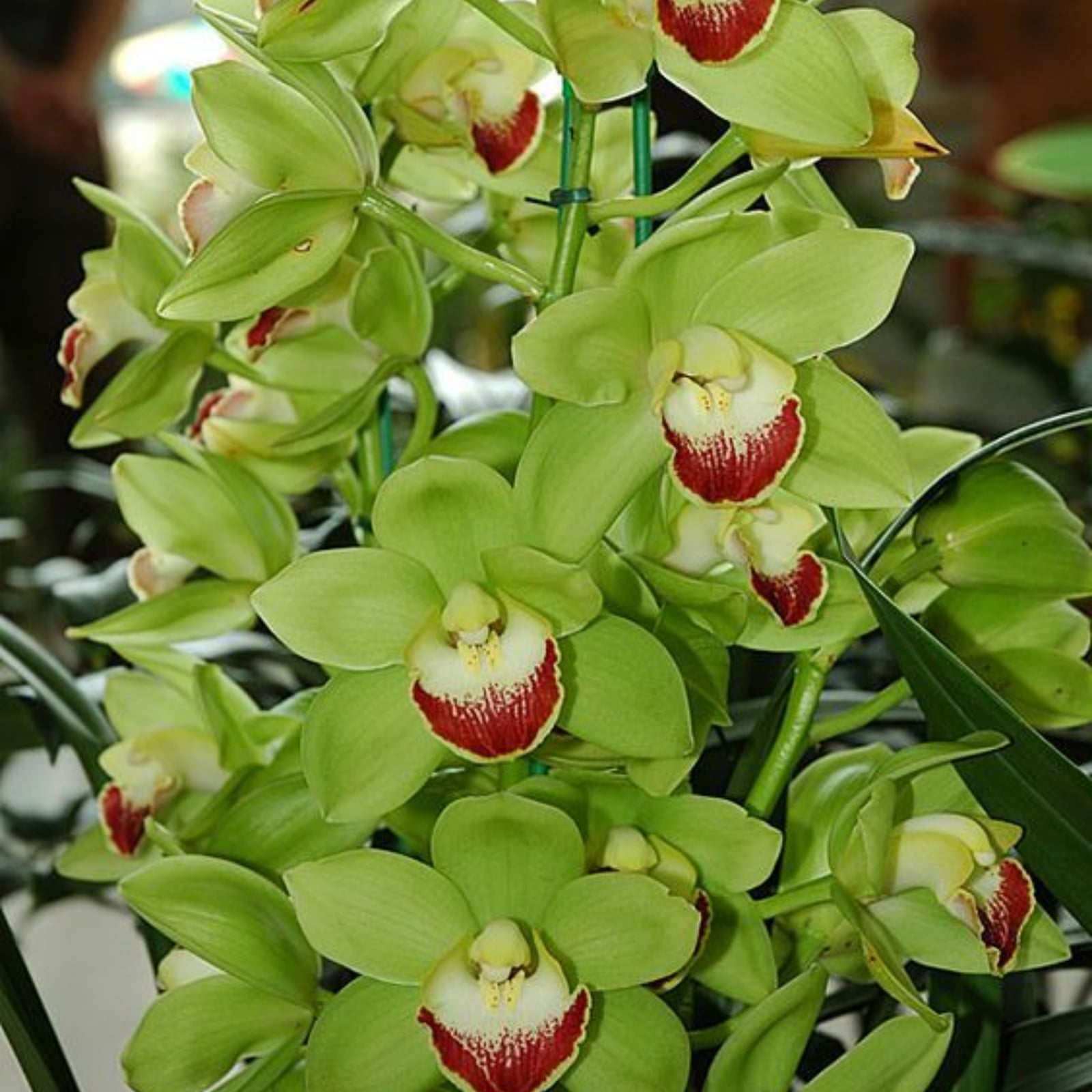 Brilliant Cymbidium Bulbs - Professional Planting, Enhance Your Garden ...