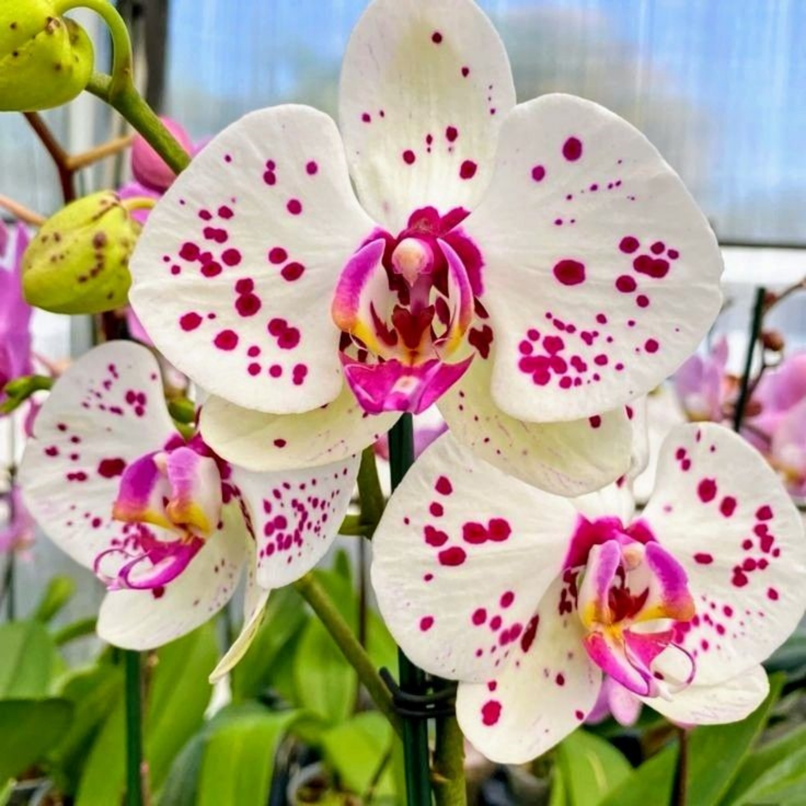 Brilliant Cymbidium Bulbs - Professional Planting, Enhance Your Garden ...