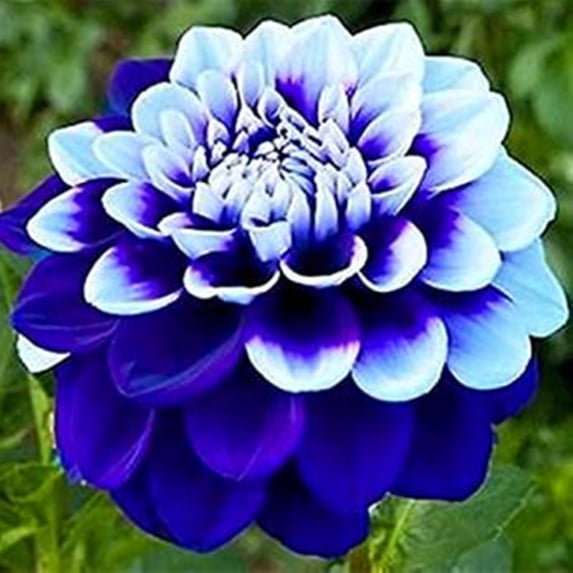 Brilliant Dahlias Planting-Garden Stakes-Premium Ornamental-Home ...