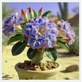 Brilliant Desert Rose-Horticulture-Professional-Plant Hangers-Quick ...