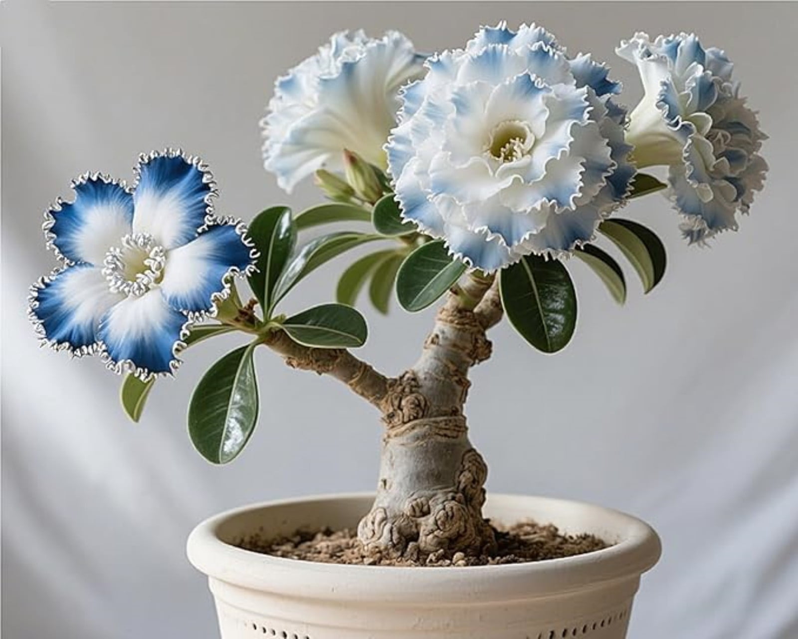 Brilliant Desert Rose-Horticulture-Professional Planting-(Non ...