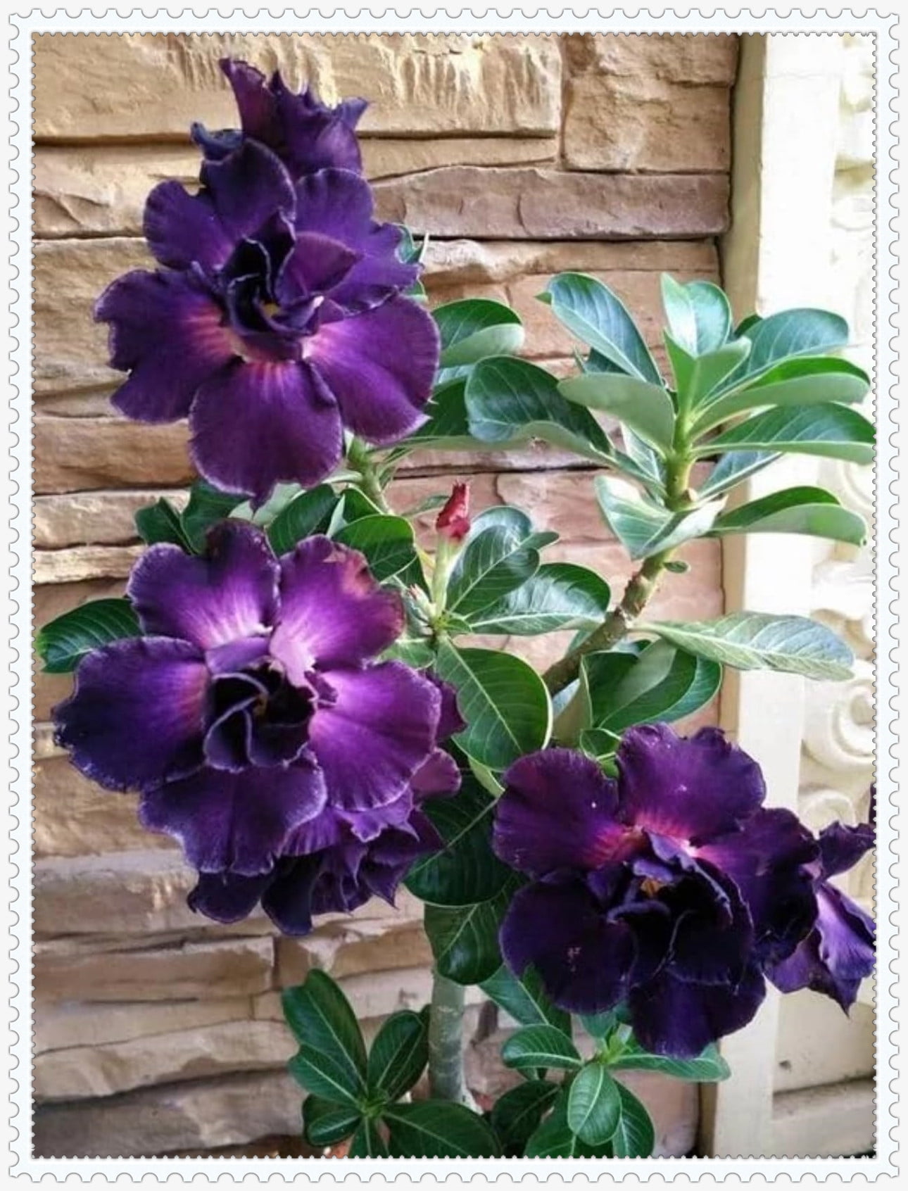 Brilliant Desert Rose-Horticulture-Professional Planting-(Non ...