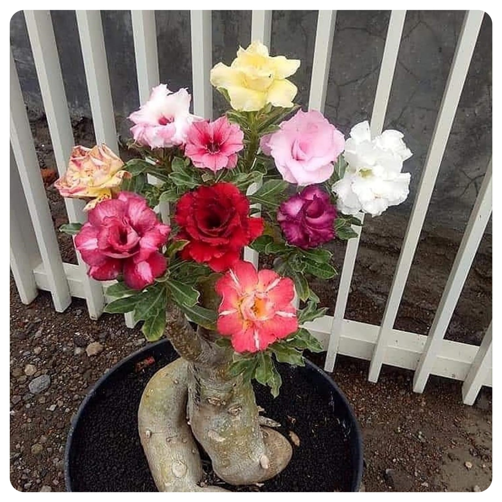 Brilliant Desert Rose-Horticulture-Professional Planting-(Non ...