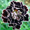 Brilliant Desert Rose Planting-Horticulture-Professional-(Non ...