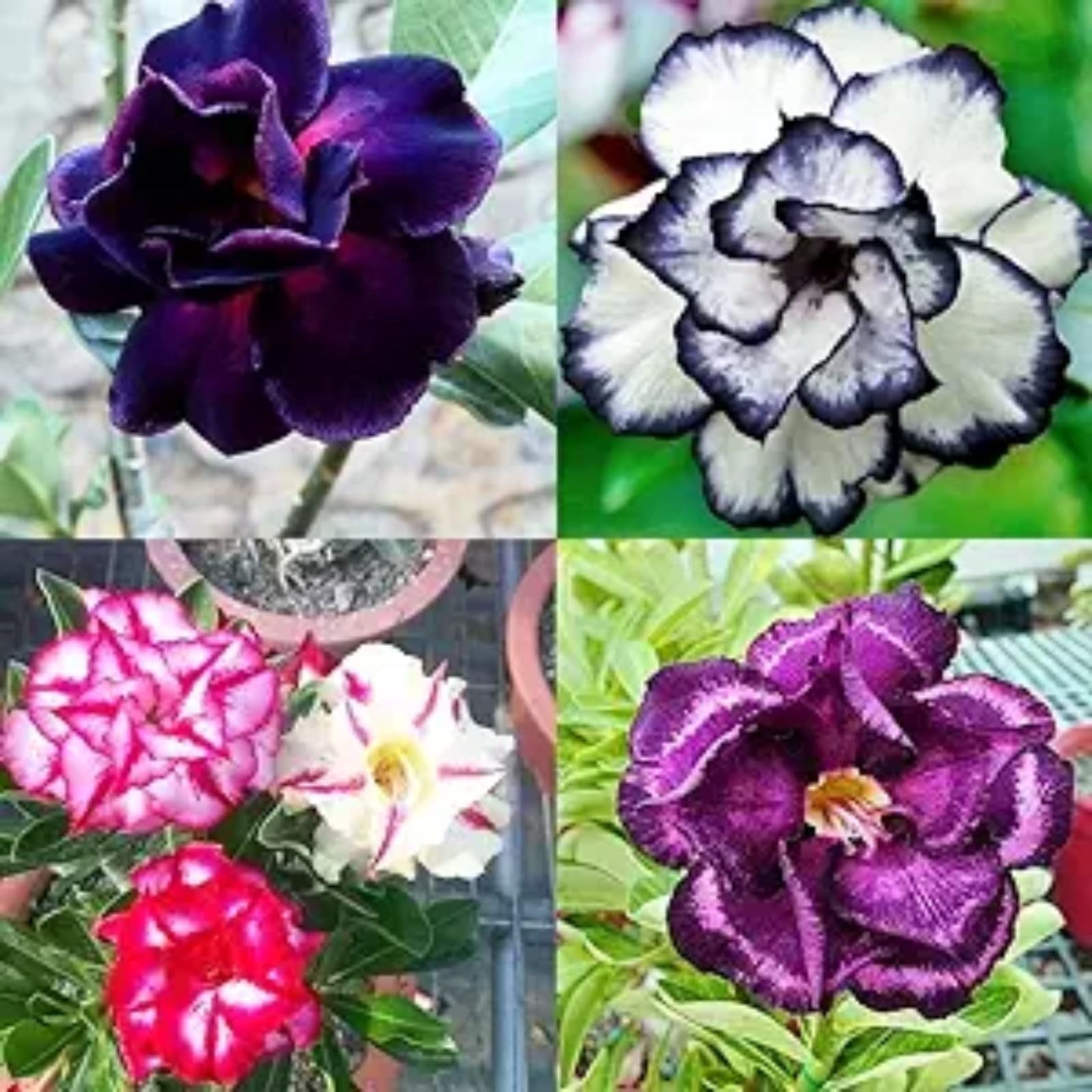 Brilliant Desert Rose Planting-Horticulture-Professional-(Non ...