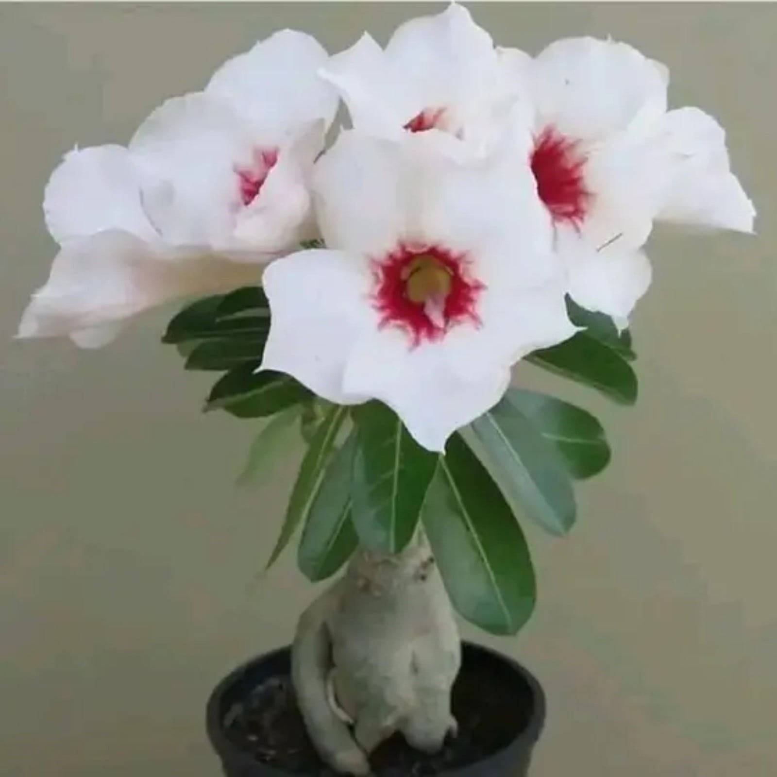 Brilliant Desert Rose Planting-Horticulture-Professional-(Non ...