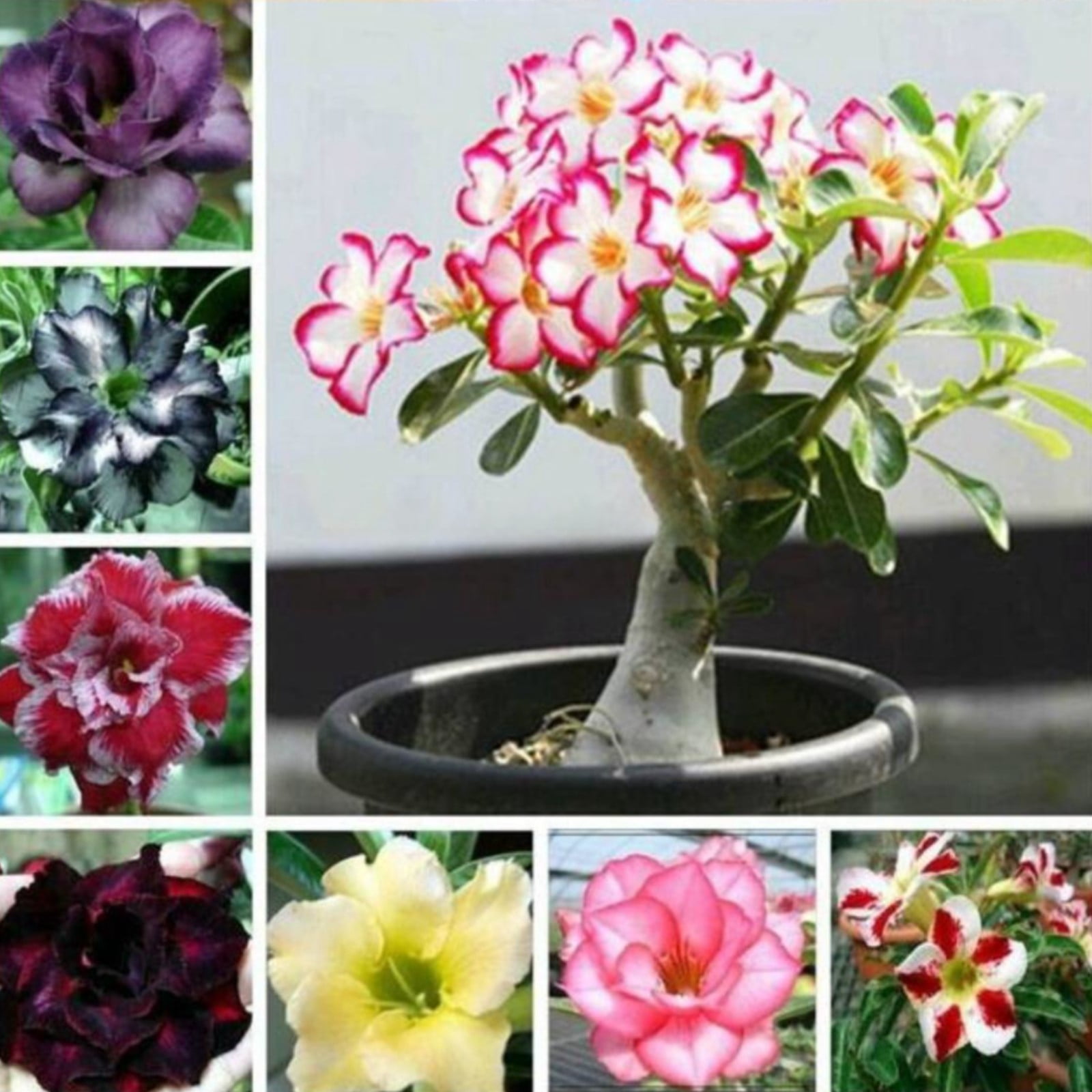 Brilliant Desert Rose Planting-Horticulture-Professional-(Non ...