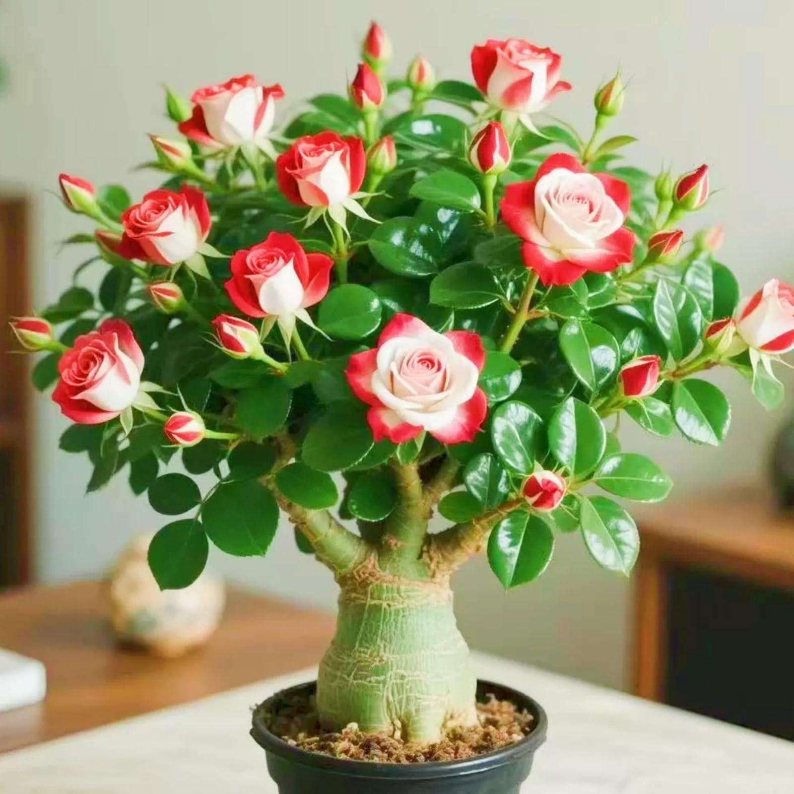 Brilliant Desert Rose Planting-Horticulture-Professional-(Non ...