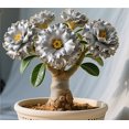 Brilliant Desert Rose Planting-Horticulture-Professional-(Non ...