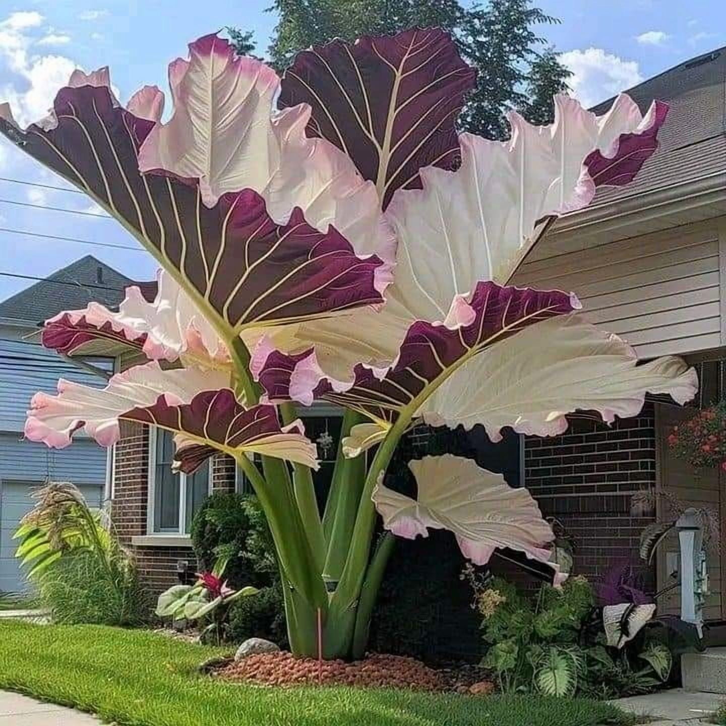 Brilliant Elephant Ear for Sale Exquisite Ornamental Blooms Simple to ...