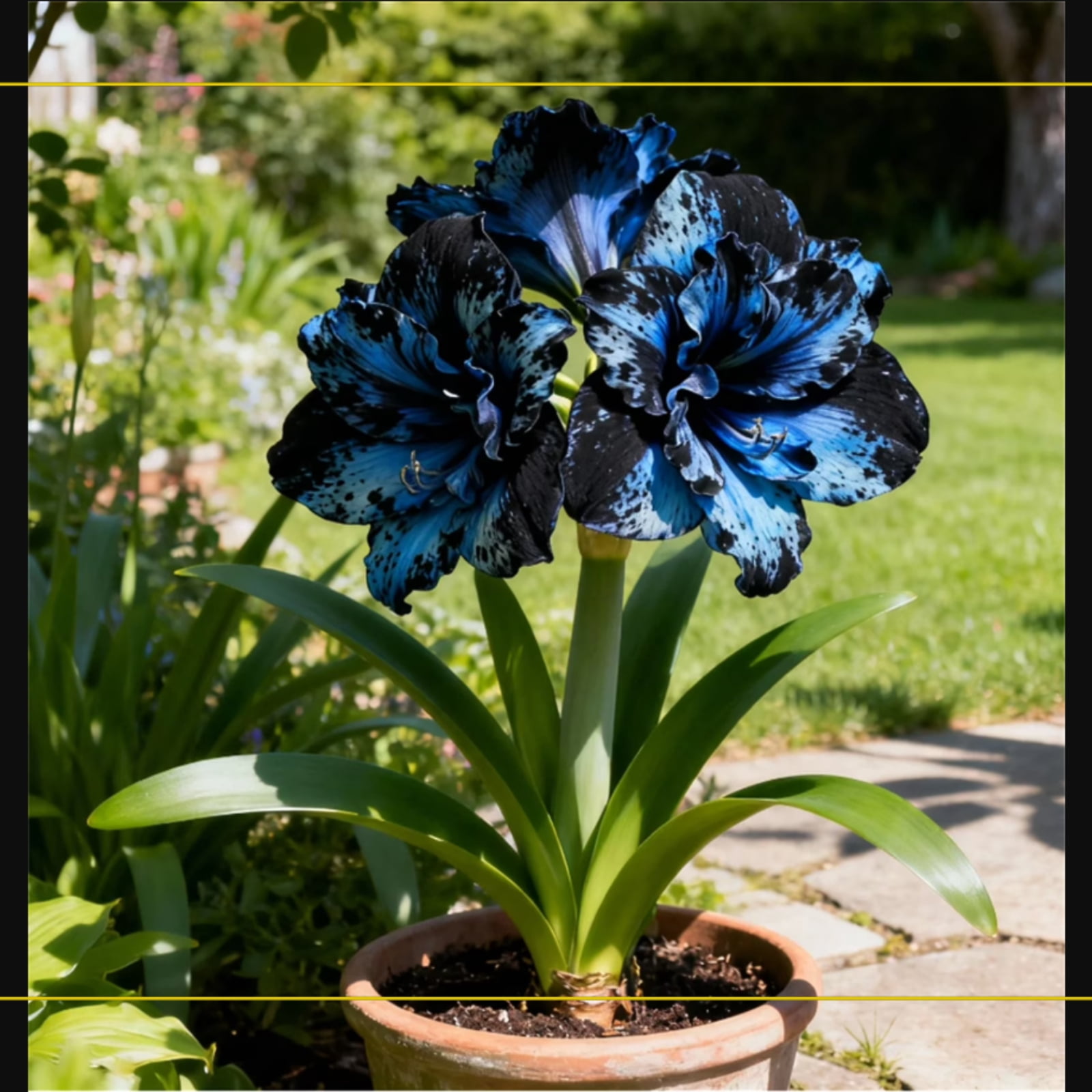 Brilliant Exquisite Amaryllis Planting-Iridescence-(Non-Artificial ...
