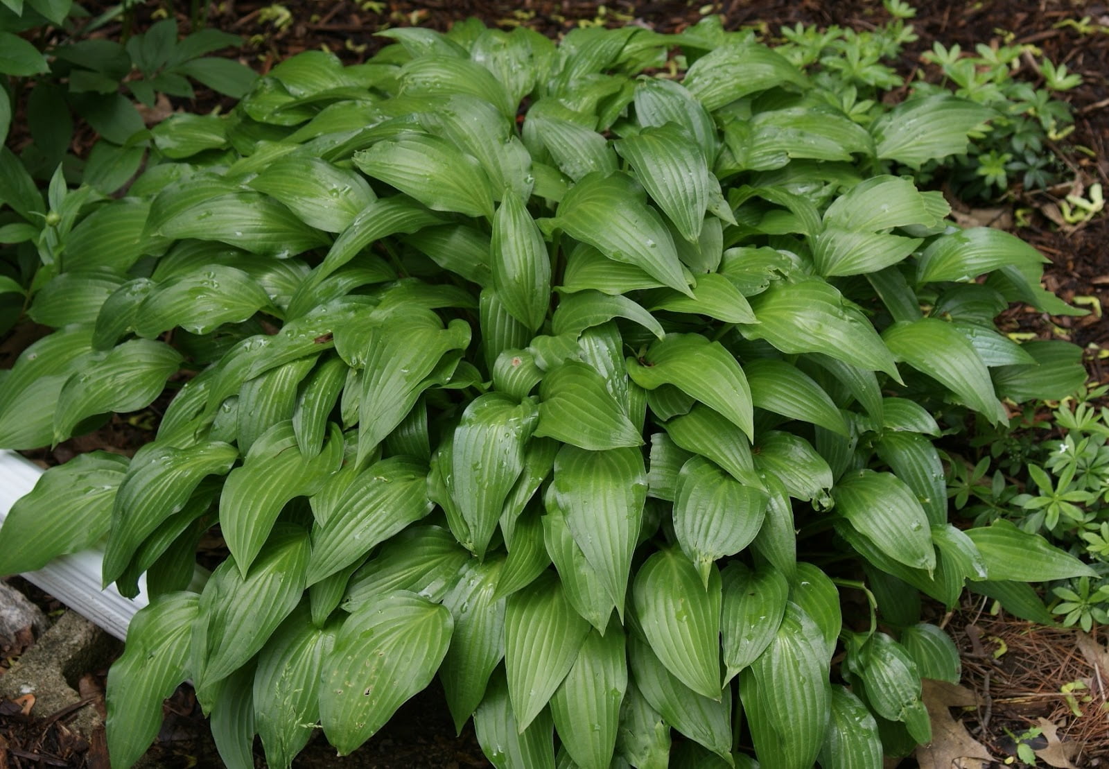 Brilliant Garden Home Decoration-Hosta,Hosta Bulk,Perennial,Hosta ...