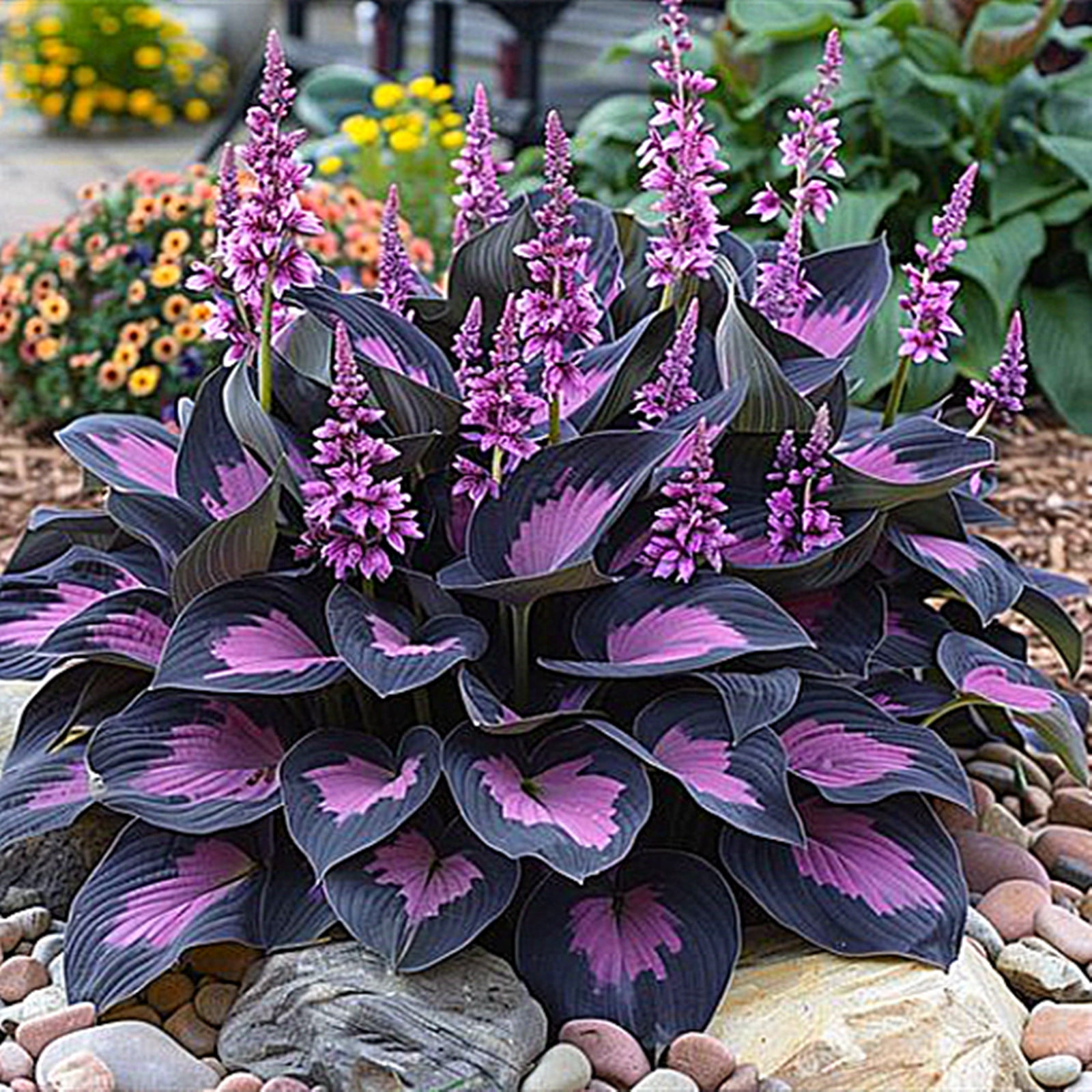 Brilliant Garden Home Decoration-Hosta,Hosta Bulk,Perennial,Hosta ...