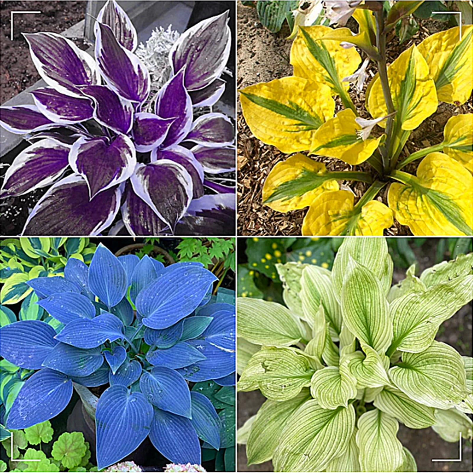 Brilliant Garden Home Decoration-Hosta,Perennial,Hosta Bulk,Hosta ...