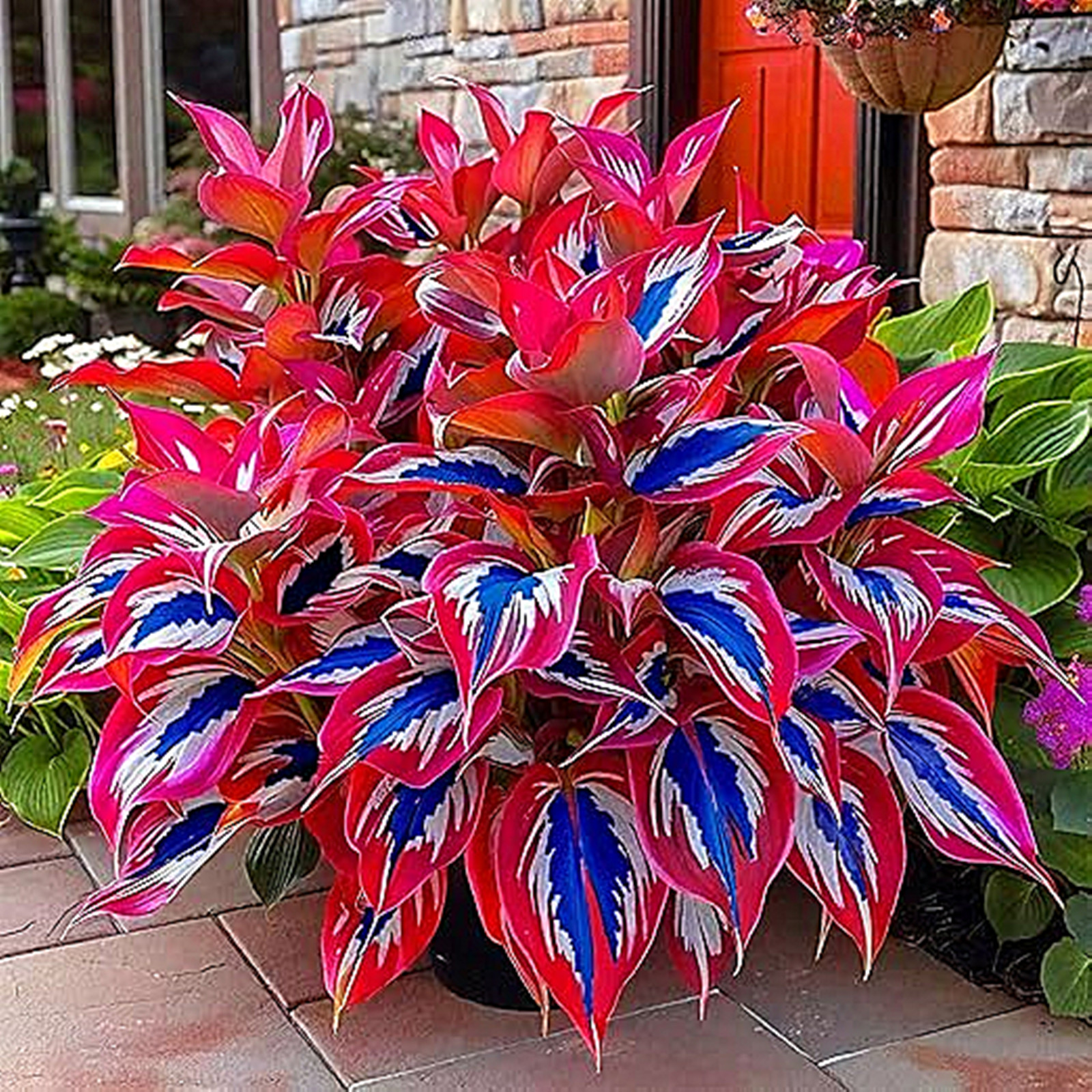 Brilliant Garden Home Decoration-Hosta,Perennial,Hosta Bulk,Hosta ...
