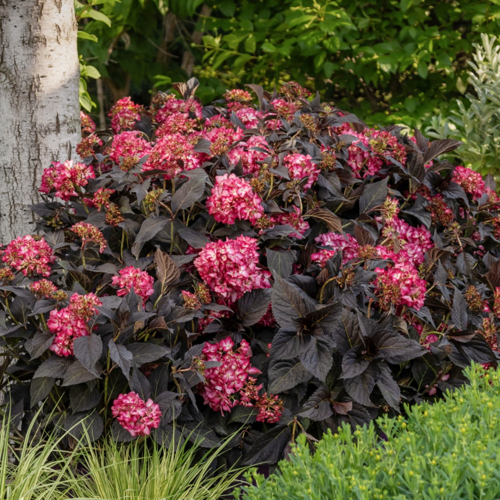 Brilliant Garden Hydrangea for Planter Exquisite Ornamental Blooms Fast ...