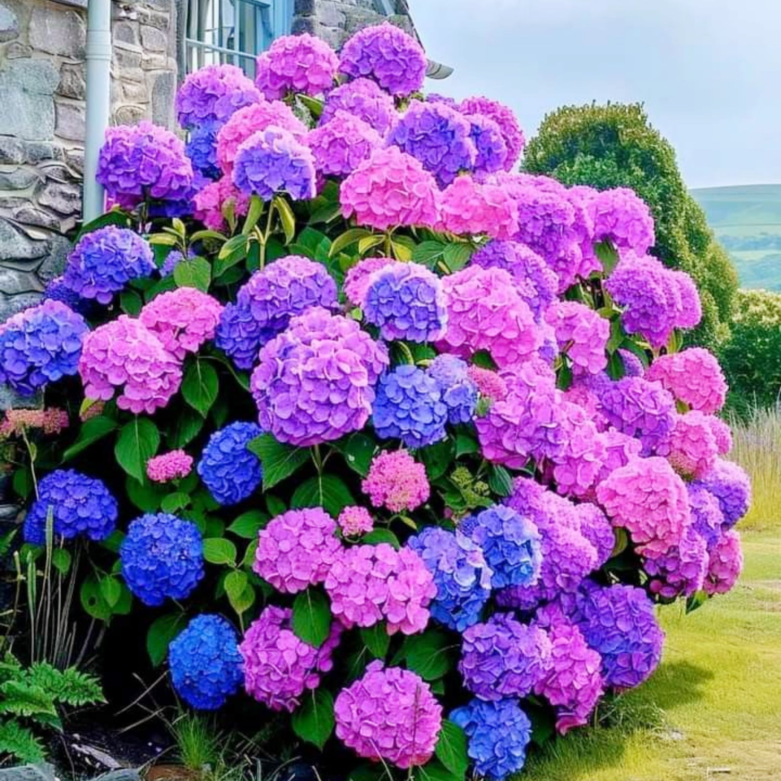 Brilliant Garden Hydrangea for Planter Exquisite Ornamental Blooms Fast ...