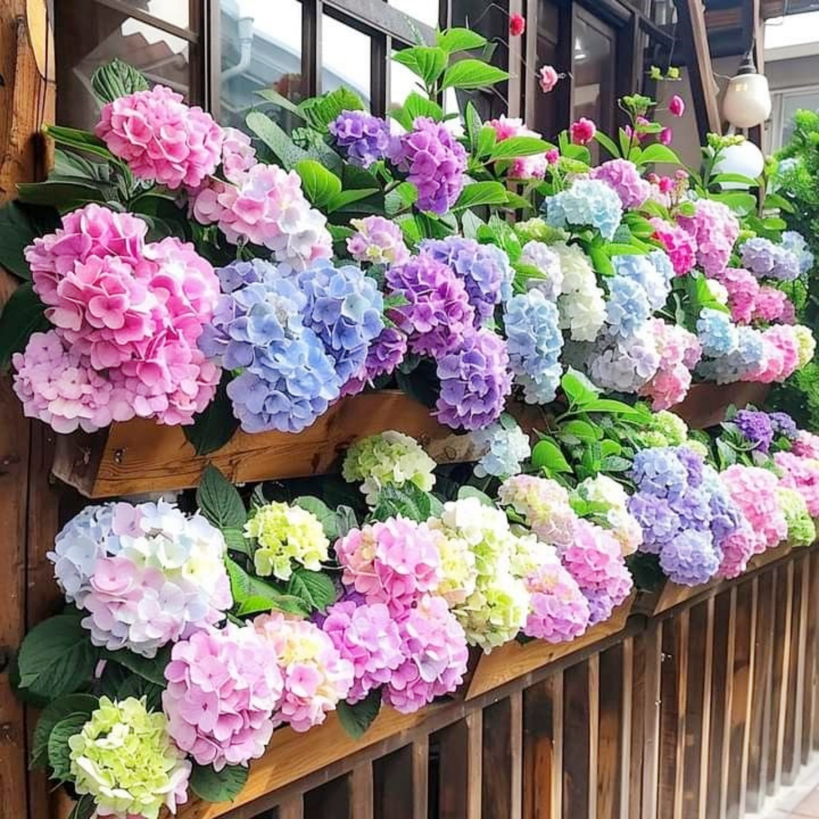Brilliant Garden Hydrangea for Planter Exquisite Ornamental Blooms Fast ...