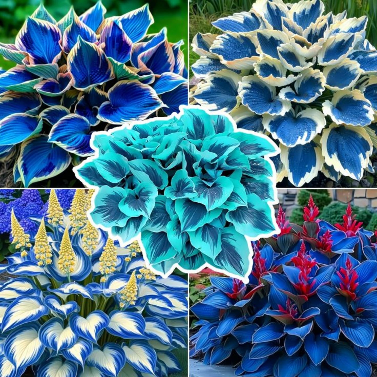 Brilliant Hosta for Planter Exquisite Ornamental Blooms Stylish Potted Premium Garden Stakes ...