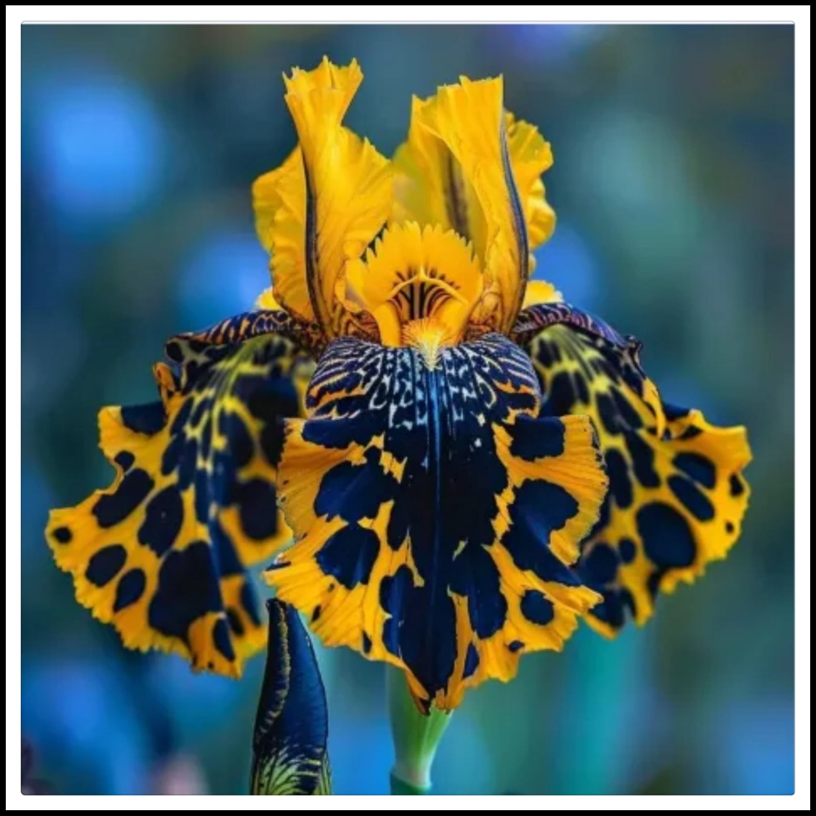Brilliant Iris Planting-(Non-Artificial)-Bloom Year After Year-Home ...