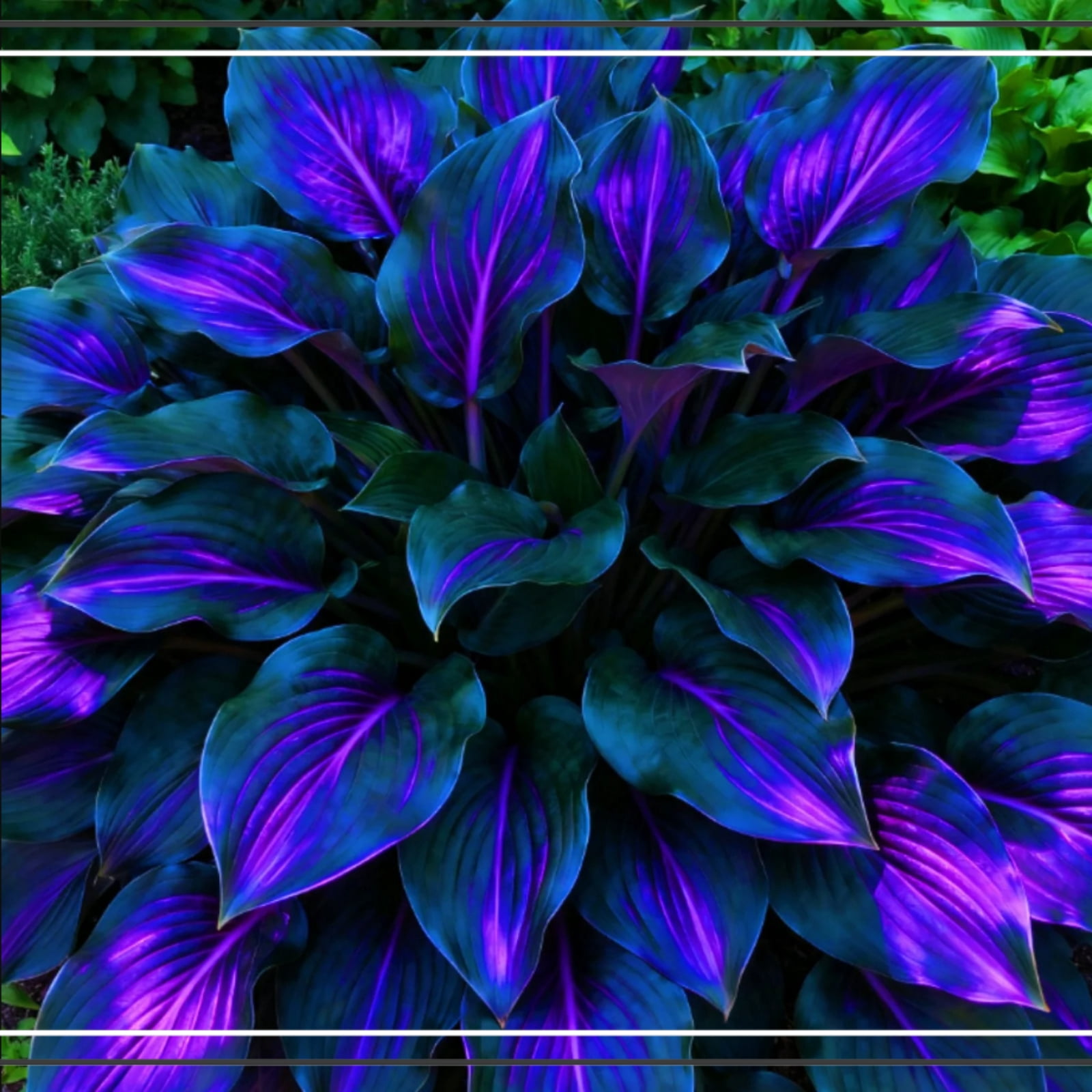 Brilliant Midnight Blue Hostas Bulbs For Planting Exquisite Beautify ...