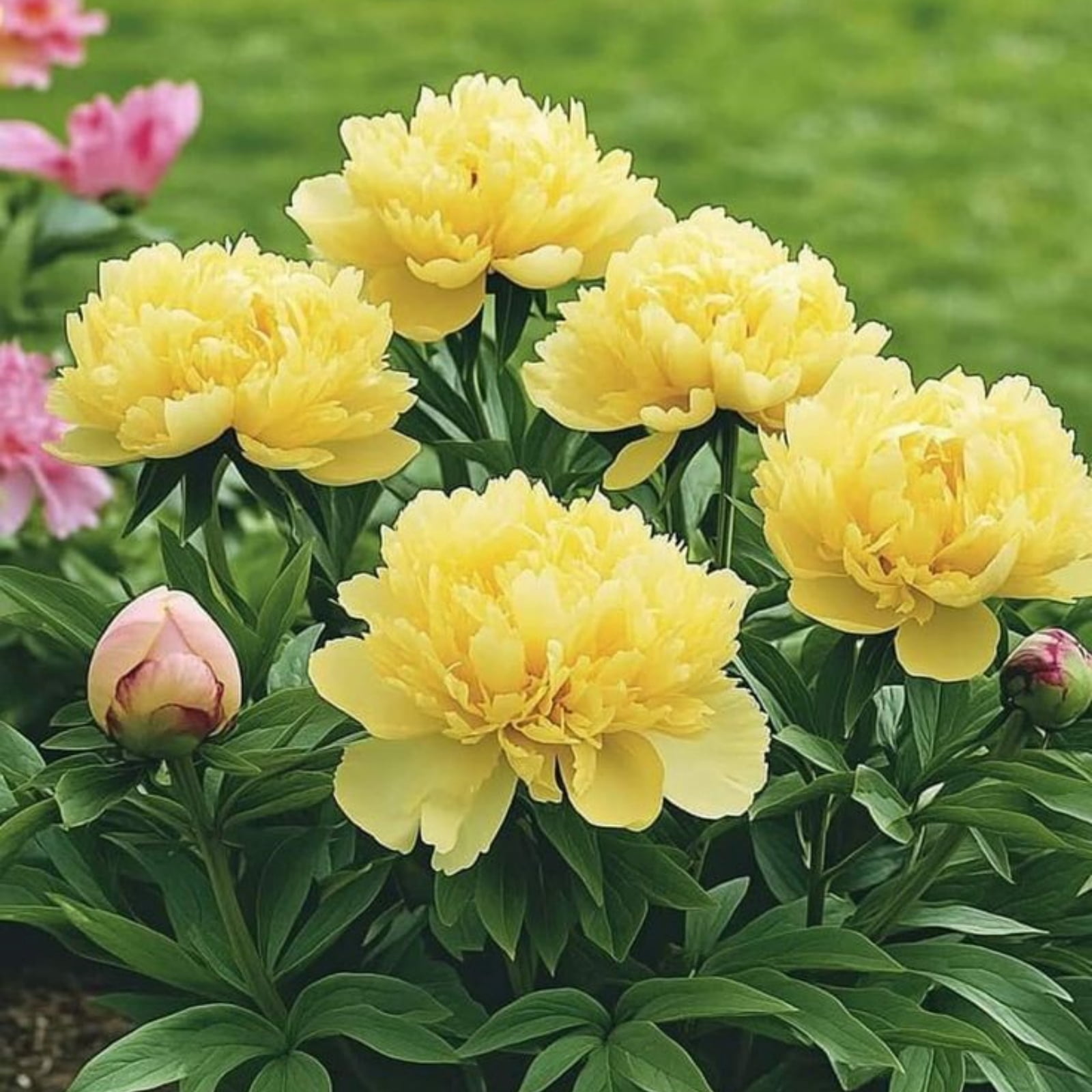 Brilliant Peony for Planter Exquisite Ornamental Blooms Stylish Potted ...