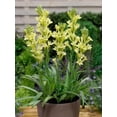Brilliant Tuberose Ornamental Planting-(Non-Artificial)-Premium Garden ...