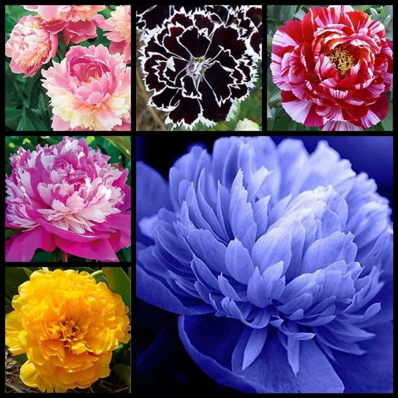 Brilliant Vibrant Peony Planting-(Non-Artificial)-Premium Garden Stakes ...