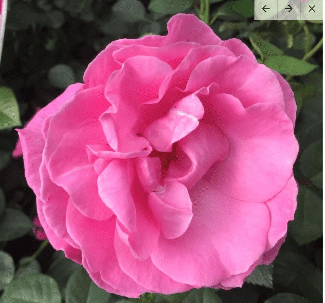 Brindabella First Lady Rose -1 Gallon - Walmart.com