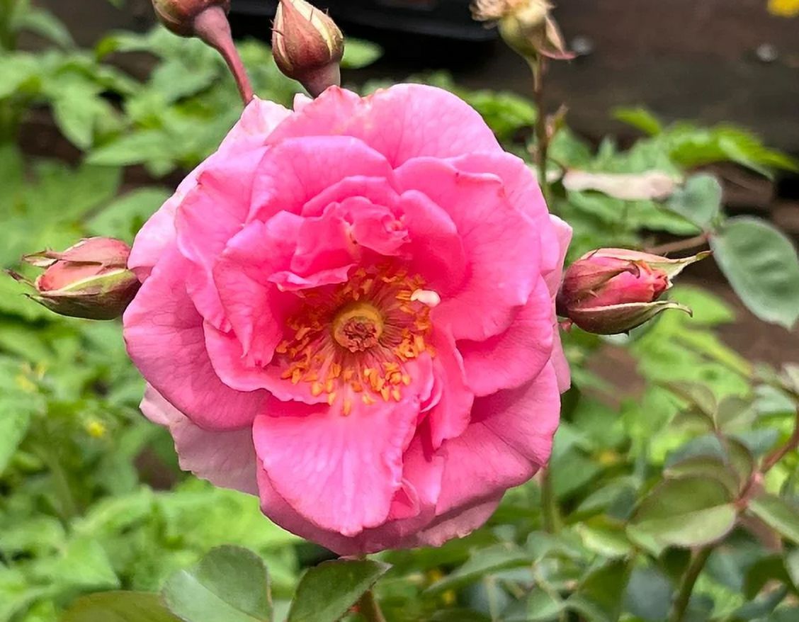 Brindabella Pink Princess Rose - 3 Gallon - Walmart.com