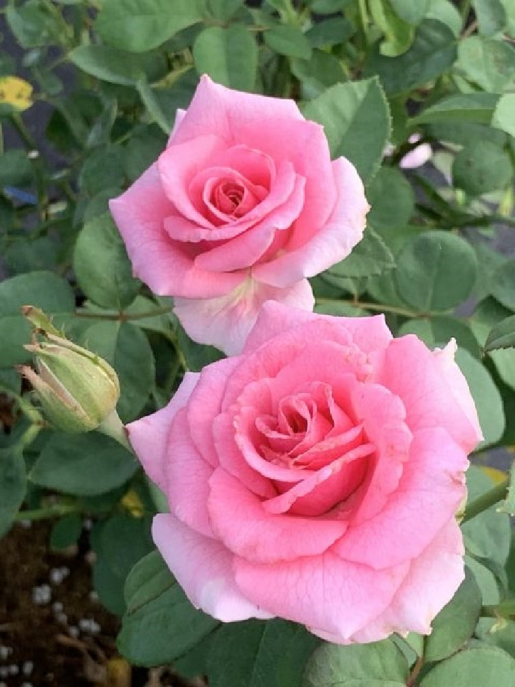Brindabella Pink Princess™ Shrub Rose-One of the World's Most Fragrant ...