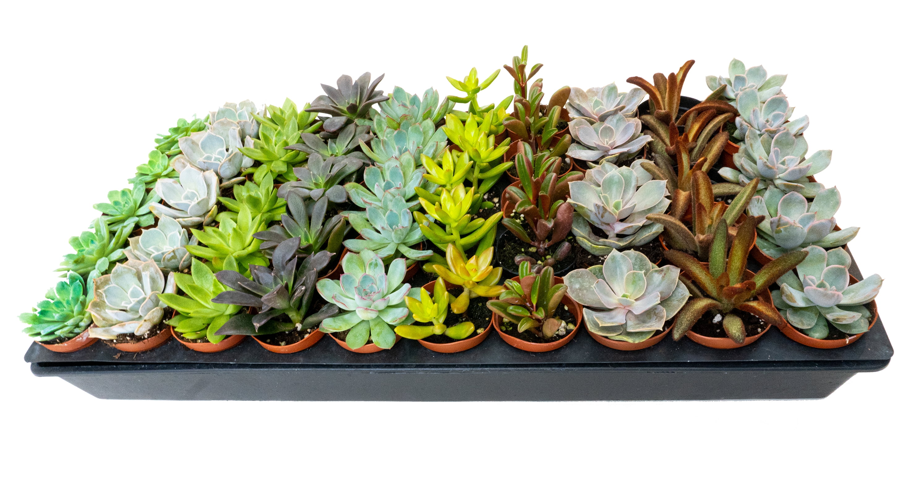 Bring Decor to Life - 2" Succulent Assortment - Pack of 50 - Perfect ...
