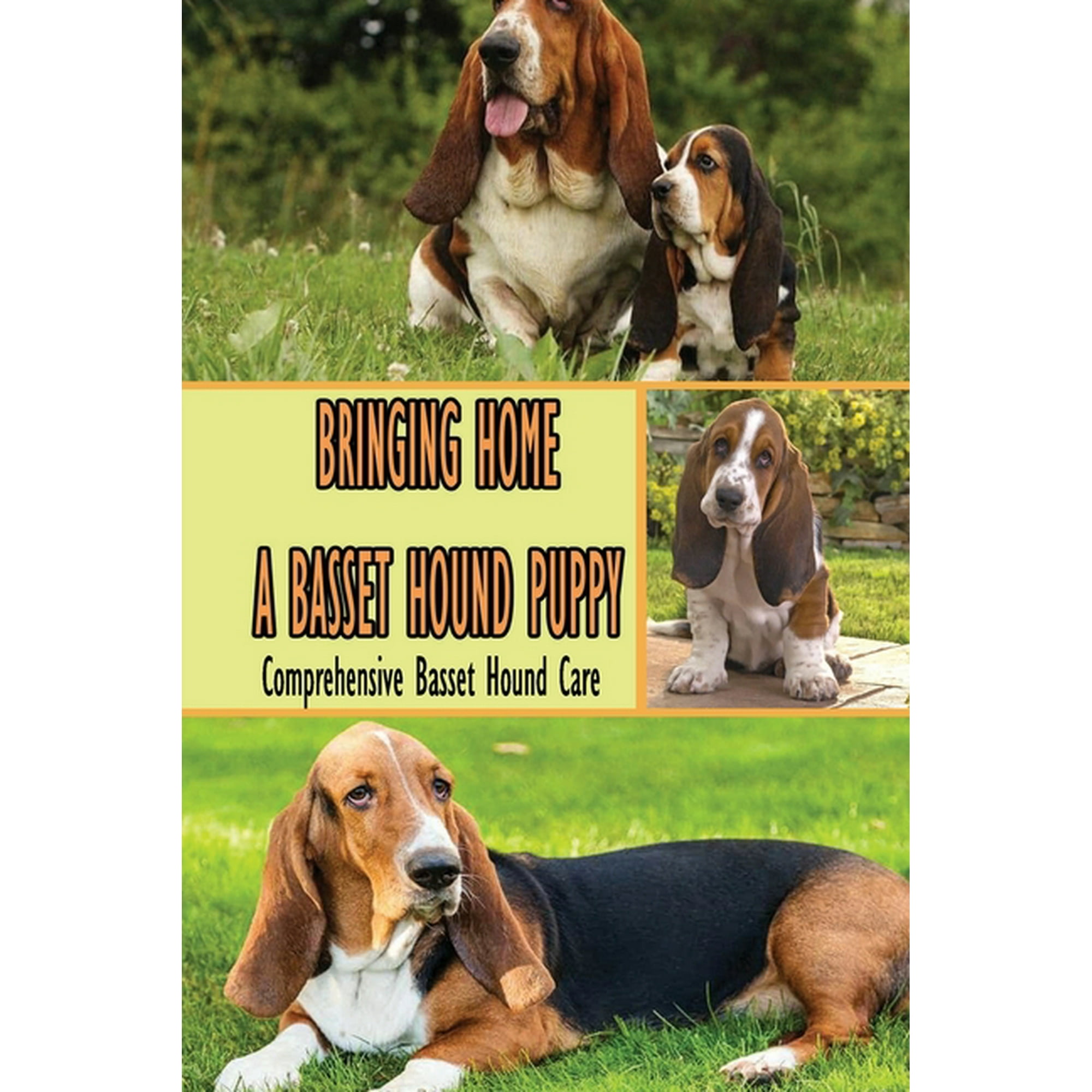 Why Are Basset Hounds Called Hush Puppies