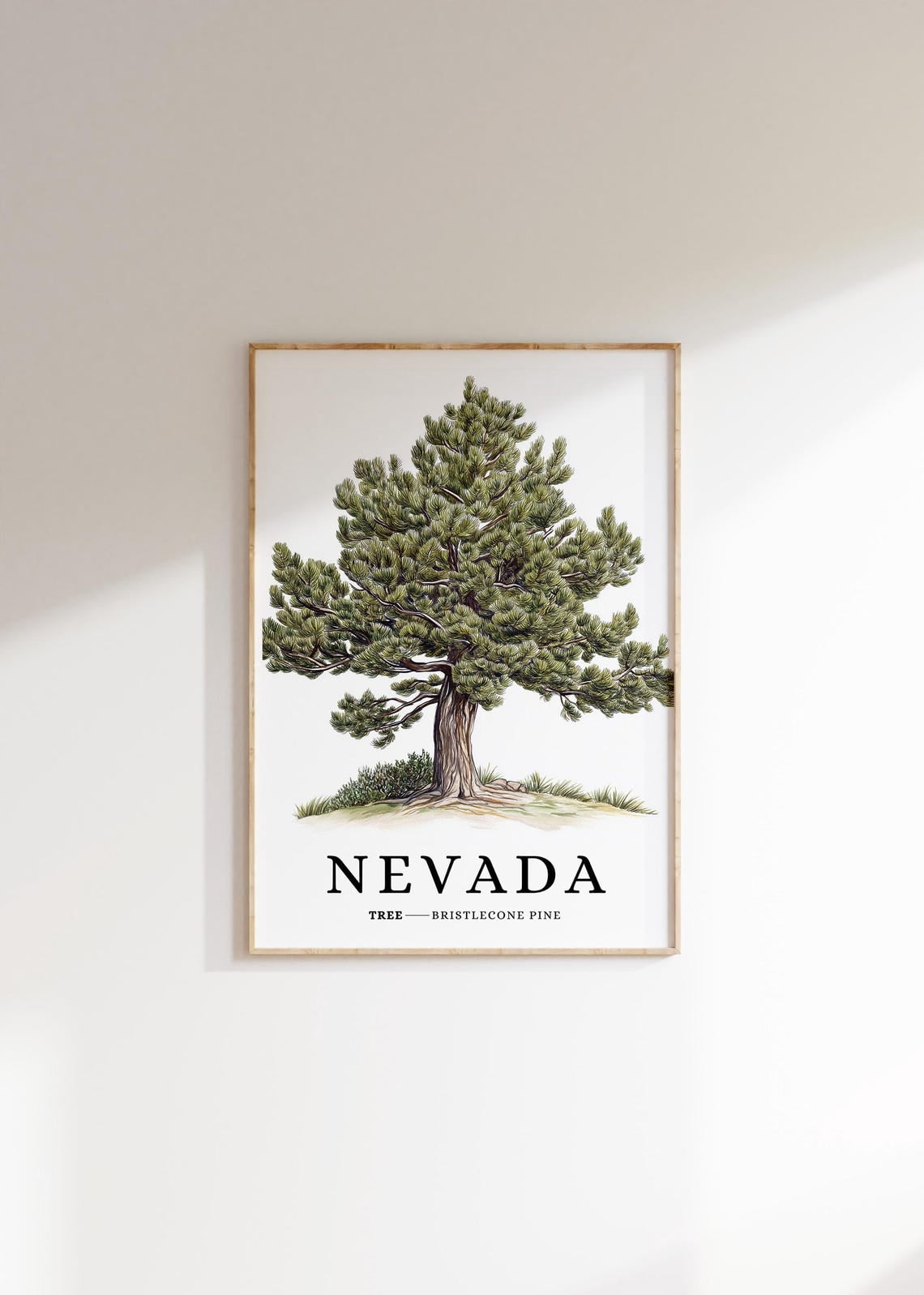 Bristlecone Pine Tree Poster: Nevada State Symbol Art, Unframed Canvas ...