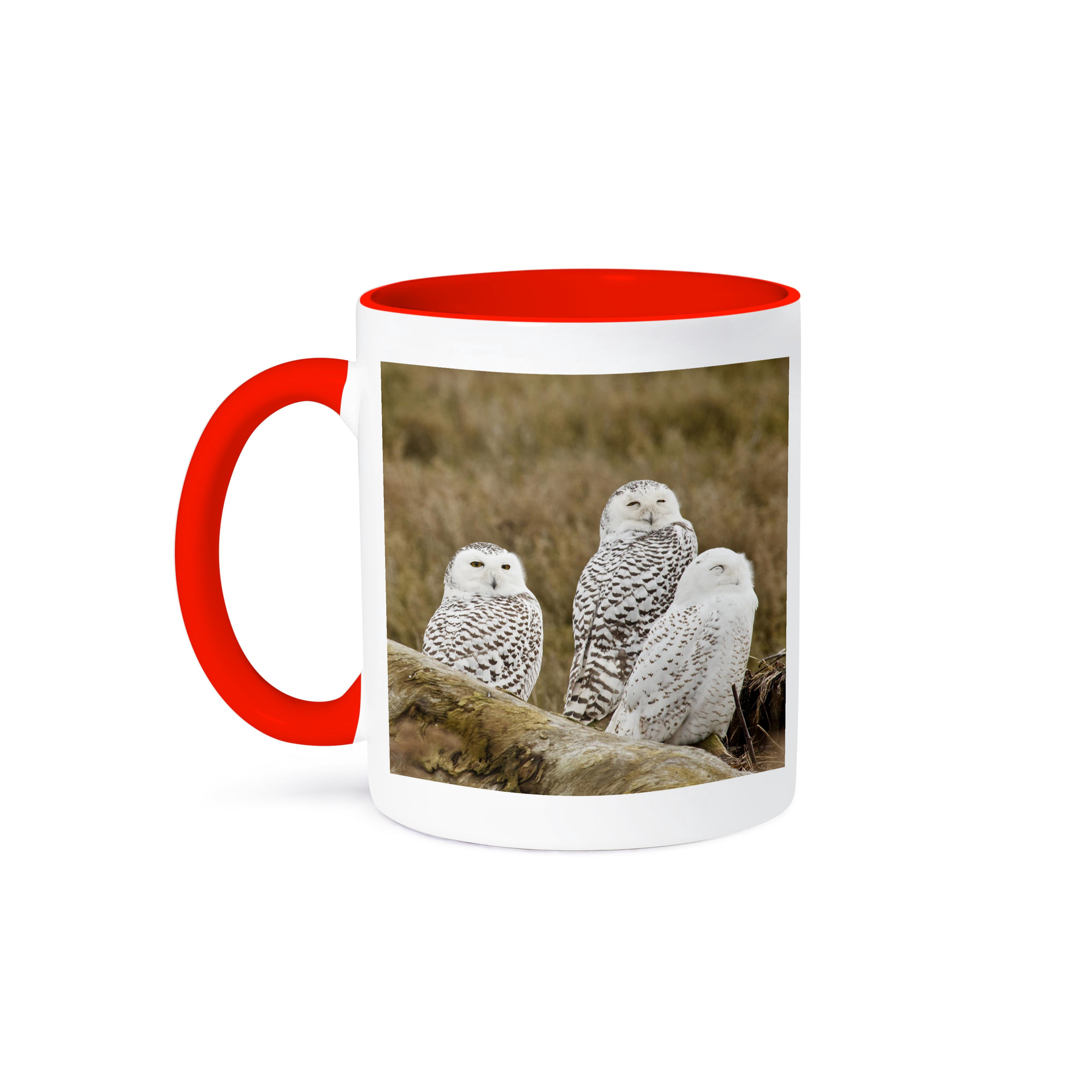 3dRose, British Columbia, Boundary Bay, Snowy Owls - CN02 RBR0022 ...