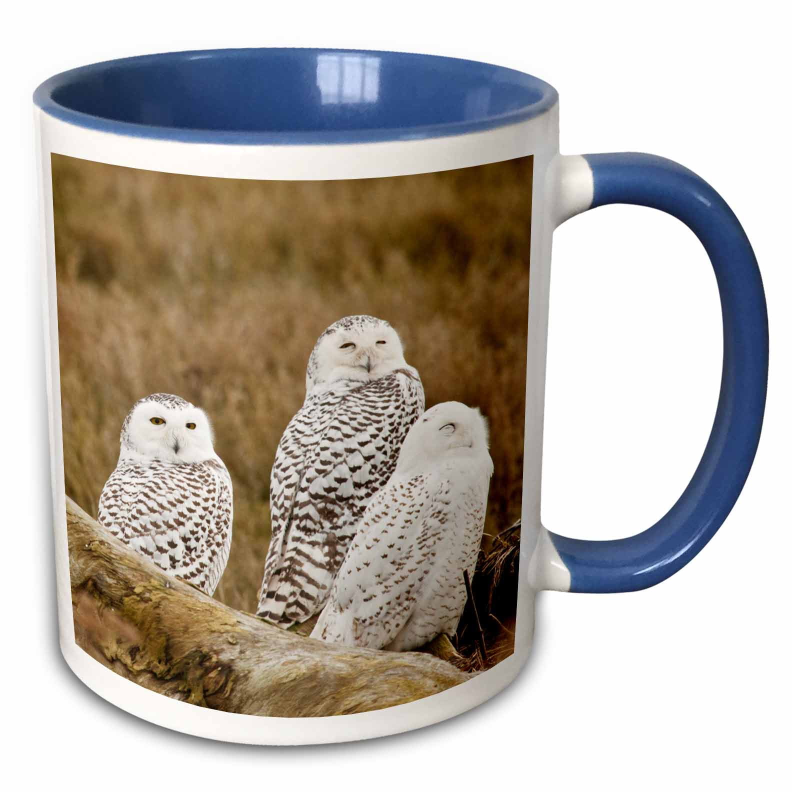 British Columbia, Boundary Bay, Snowy Owls - CN02 RBR0022 - Rick A ...